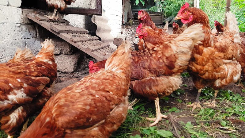 Red Hens in an Old Rustic Barn are Looking Anxiously at the Camera ...