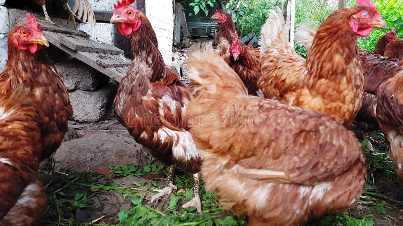 Red Hens in an Old Rustic Barn are Looking Anxiously at the Camera ...
