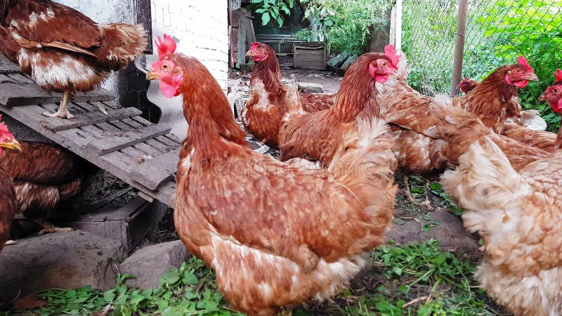 Red Hens in an Old Rustic Barn are Looking Anxiously at the Camera ...