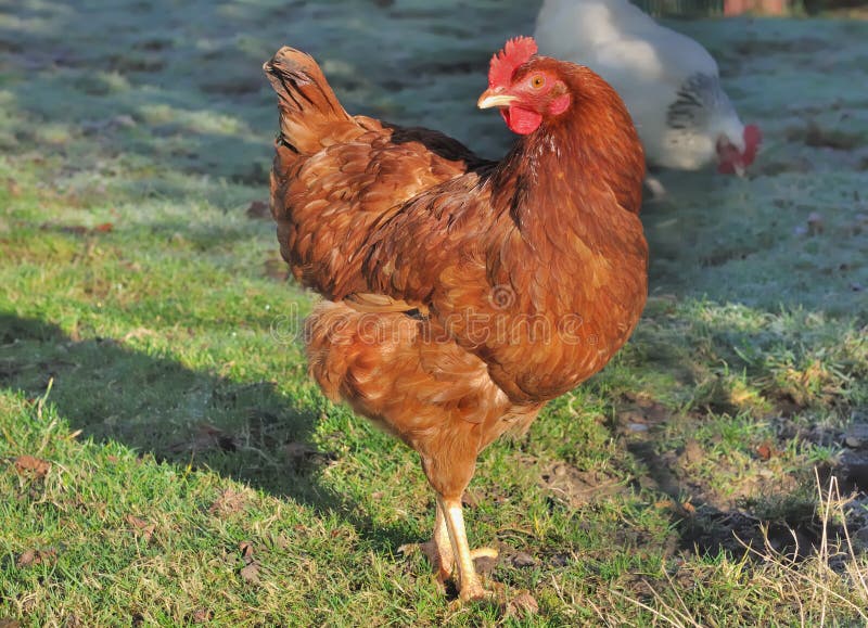 Red hens stock photo. Image of natural, nature, henhouse - 31309872