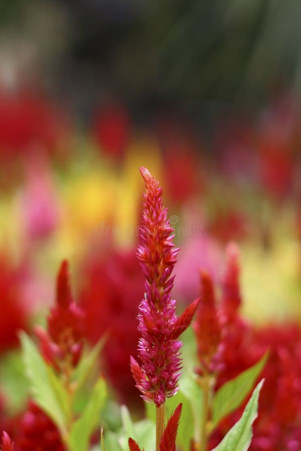 Red herb stock image. Image of flower, sunshine, yellow - 4121991