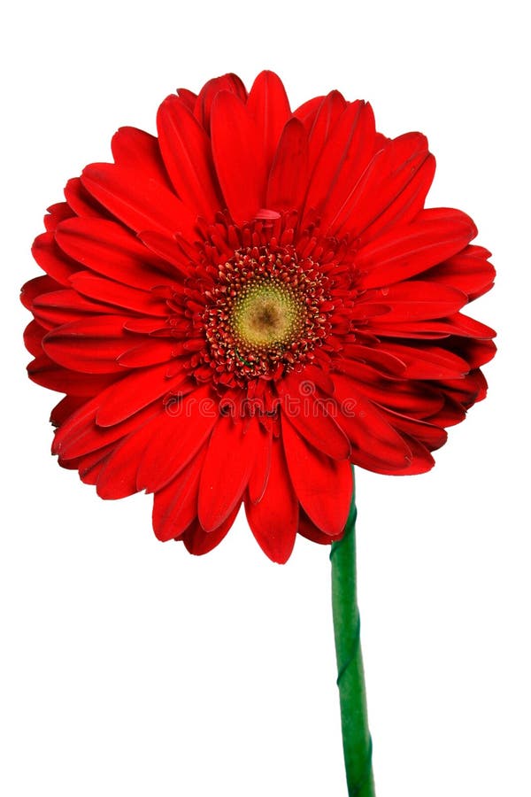 Red herbera 1 stock photo. Image of botany, blossom, gerbera - 13784402