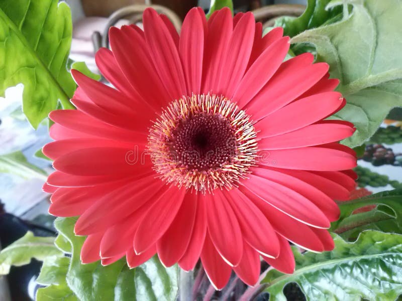 Red herbera stock photo. Image of close, fresh, gift - 91284574