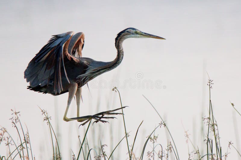 Red Heron Bird Flight on Reeds Stock Photo - Image of reeds, flight ...