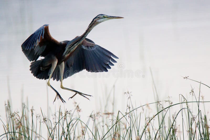 Red Heron Bird Flight on Reeds Stock Image - Image of sparrow, wing ...
