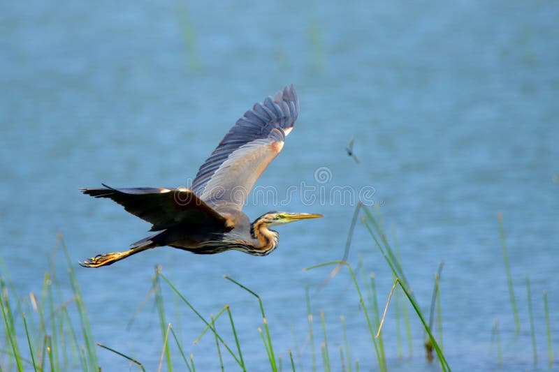 Red Heron Water Bird Flight Stock Photo - Image of water, prairie ...