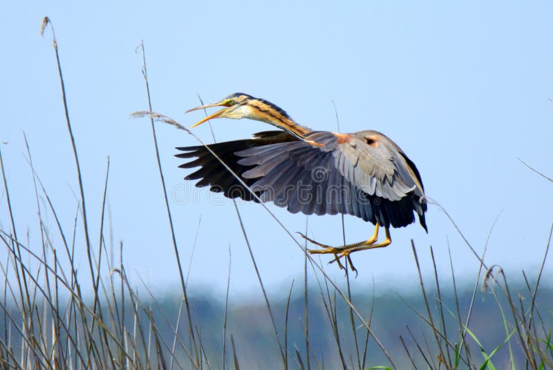 Red Heron Water Bird Flight Stock Image - Image of prairie, wetland ...