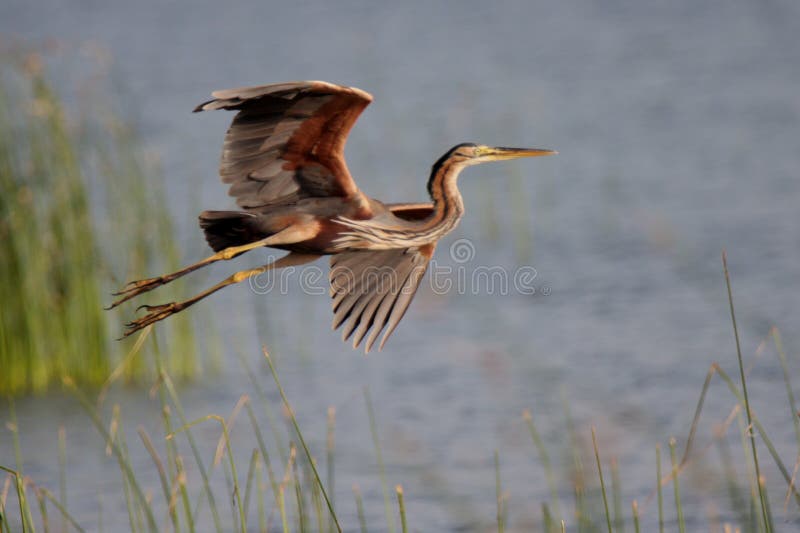 Red Heron Water Bird Flight Stock Image - Image of nature, animal ...