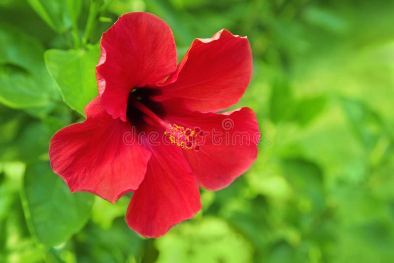 Red hibiscus stock image. Image of blossom, leaves, foliage - 11029657