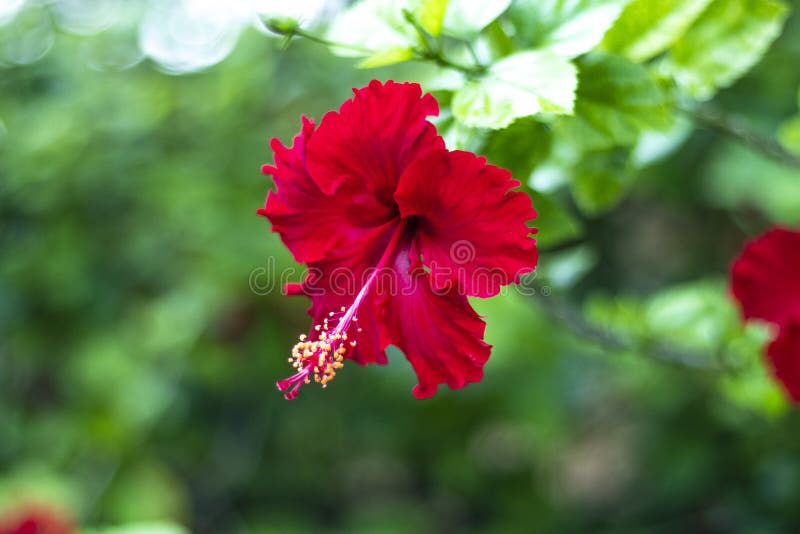 Red Hibiscus Arhul Flower in the Garden Stock Image - Image of beauty ...