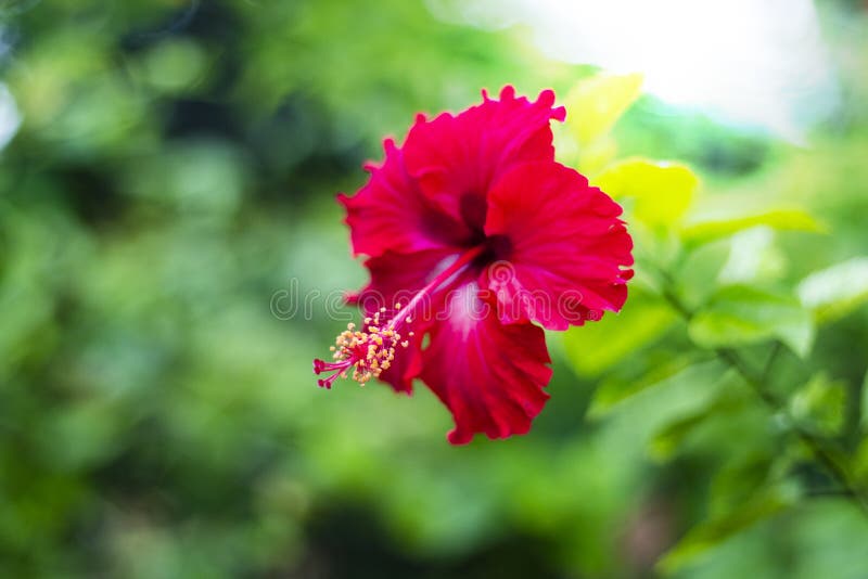 Red Hibiscus Arhul Flower in the Garden Stock Image - Image of bloom ...