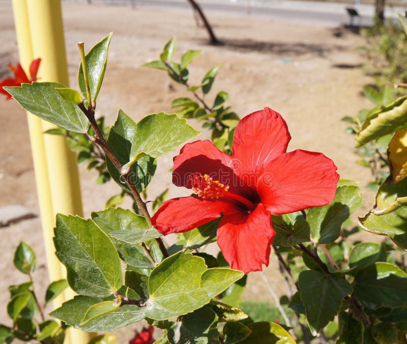 Red hibiscus blossom stock image. Image of blue, park - 50697725