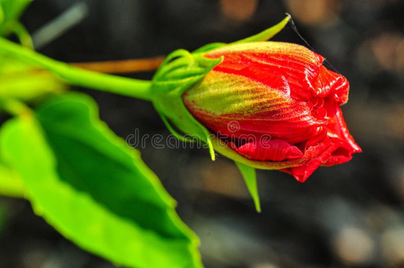 Red Hibiscus Bud, Beginning To Develop To Full Bloom Stock Image ...
