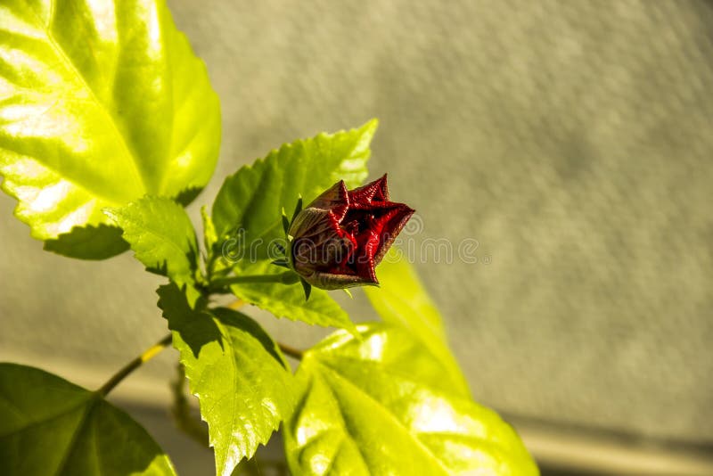 Red hibiscus bud stock photo. Image of closed, growing - 187831726