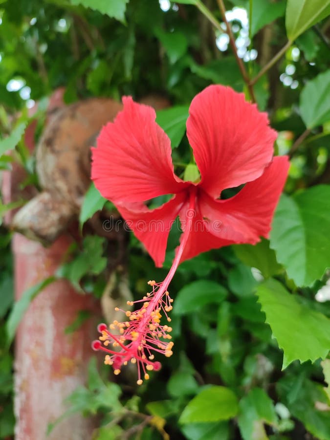 Red hibiscus flower stock image. Image of plant, petal - 260816871