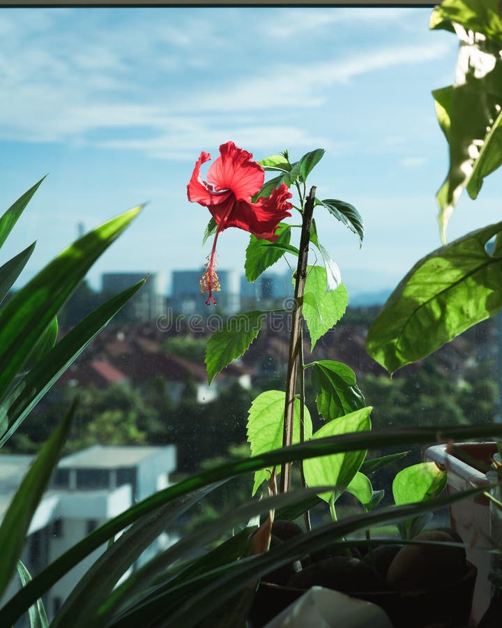 Flower on the balcony stock image. Image of character - 101314923