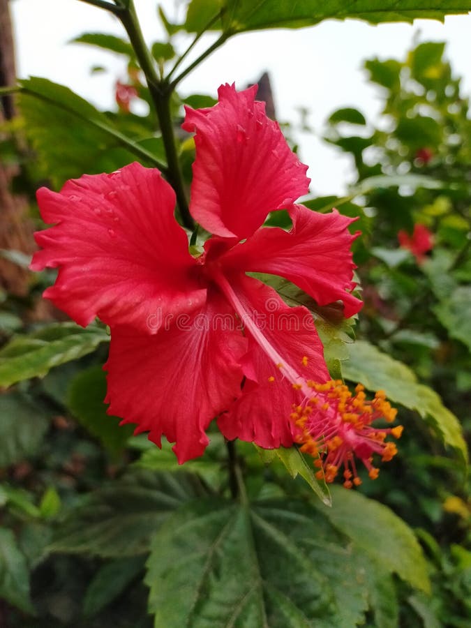 121 Gudhal Flower Stock Photos - Free & Royalty-Free Stock Photos from ...