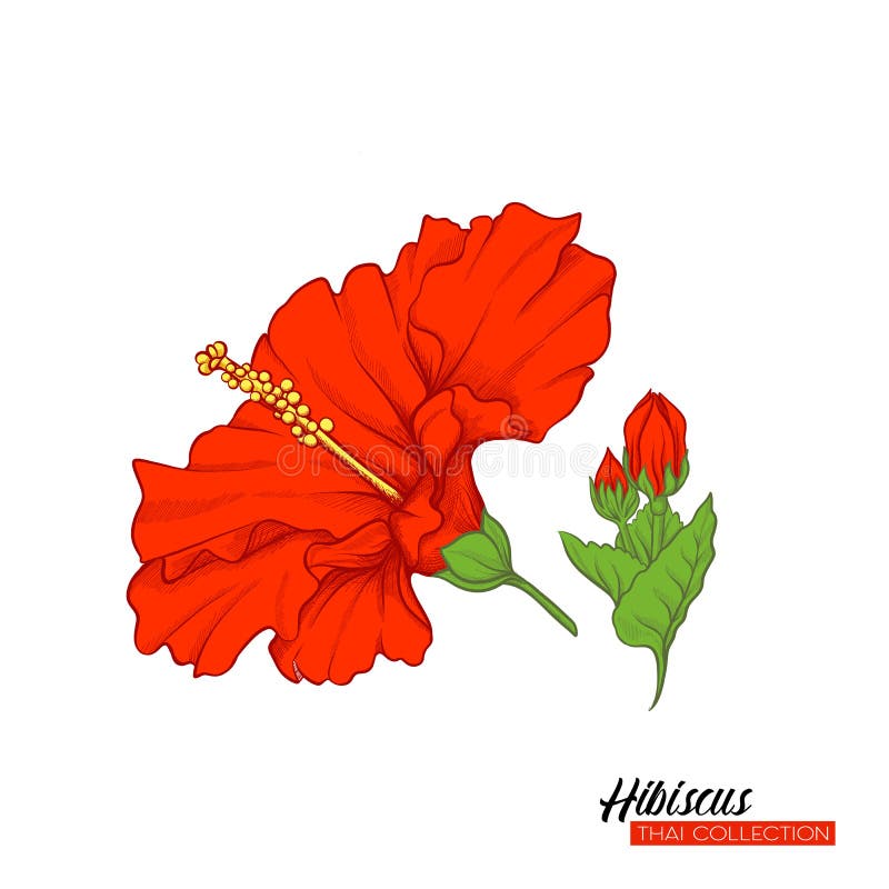 Red Hibiscus Flower. Botanical Illustration Style. Stock Vector ...