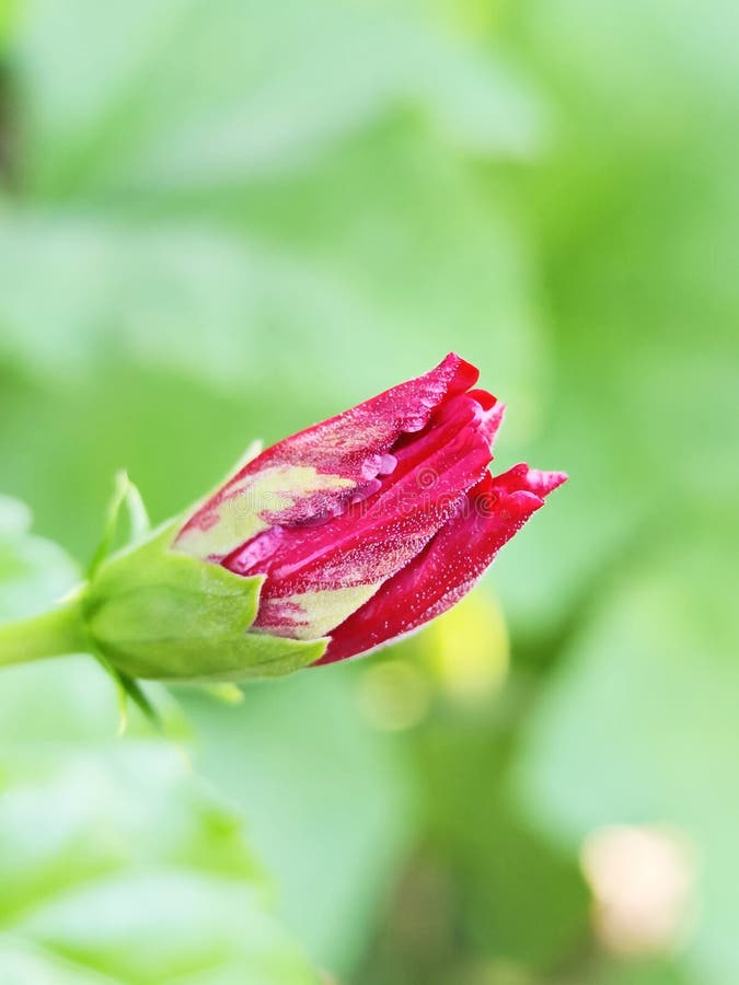 A Red Hibiscus Flower Bud in the Garden Stock Photo - Image of nature ...