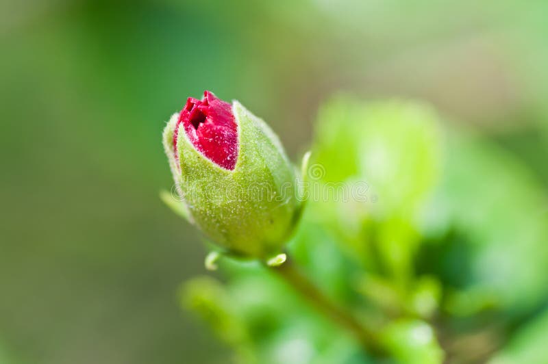 Red Hibiscus Flower Bud Green Stem Leaves Stock Photo - Image of leaf ...