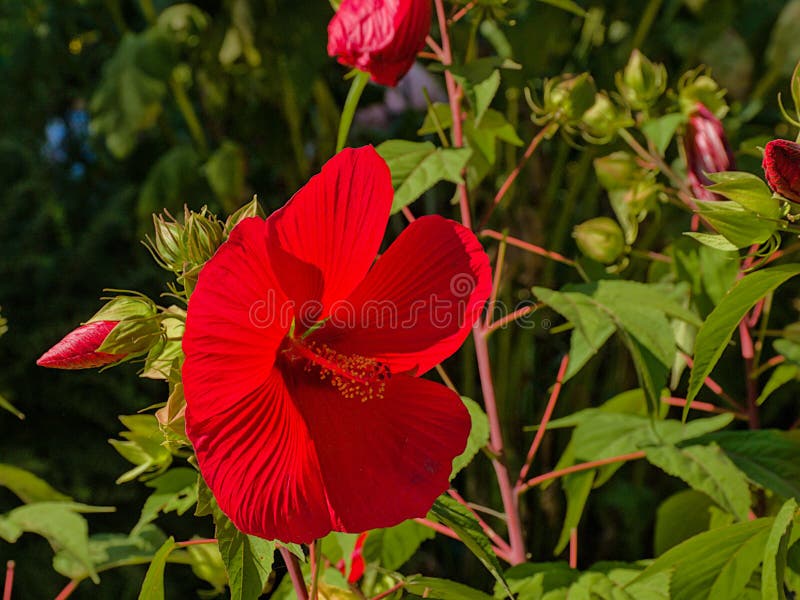 Hibiscus Tea Plan Stock Photos - Free & Royalty-Free Stock Photos from ...