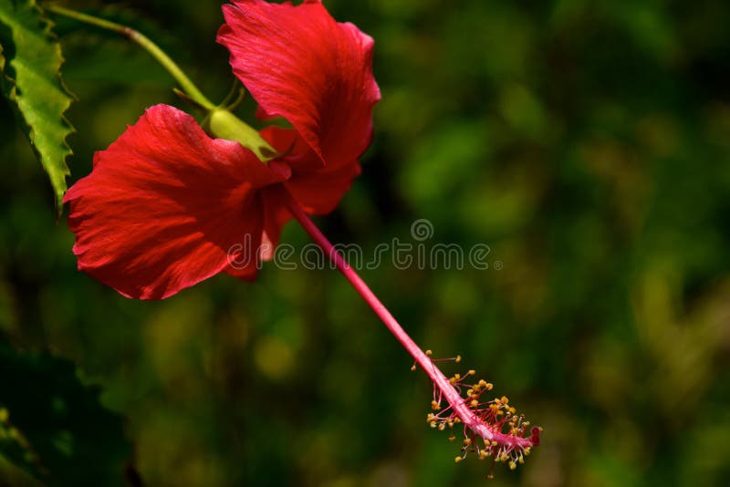 Red Hibiscus stock photo. Image of costa, petals, flower - 53482314