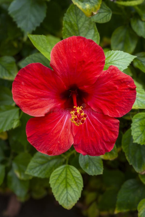 Red Hibiscus Flower Facing Front Stock Photo - Image of southern ...