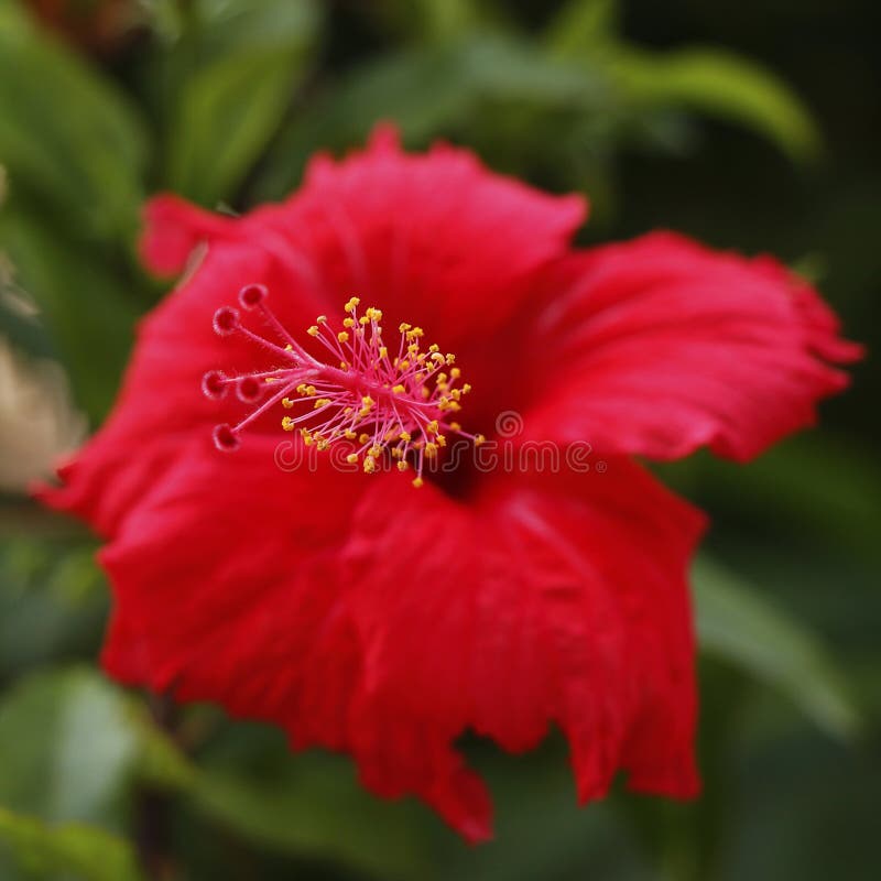 Red Hibiscus Flower on a Green Background Stock Image - Image of ...