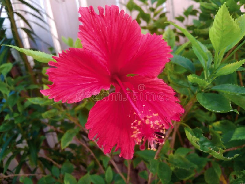 Red Hibiscus Flower Growing Corner Fence Stock Photos - Free & Royalty ...