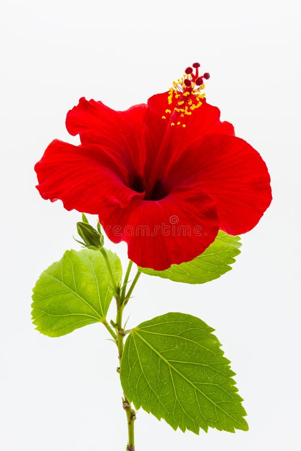 A Red Hibiscus Flower Isolated Stock Image - Image of herb, blooming ...