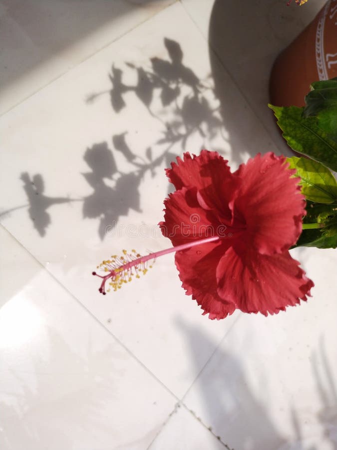 Red Hibiscus Flower with Its Shadow . Stock Image - Image of purple ...