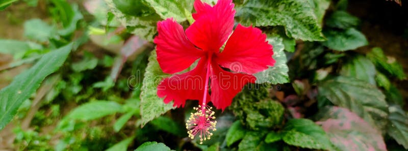 Red Hibiscus Flower with Natural Light Stock Image - Image of closeup ...