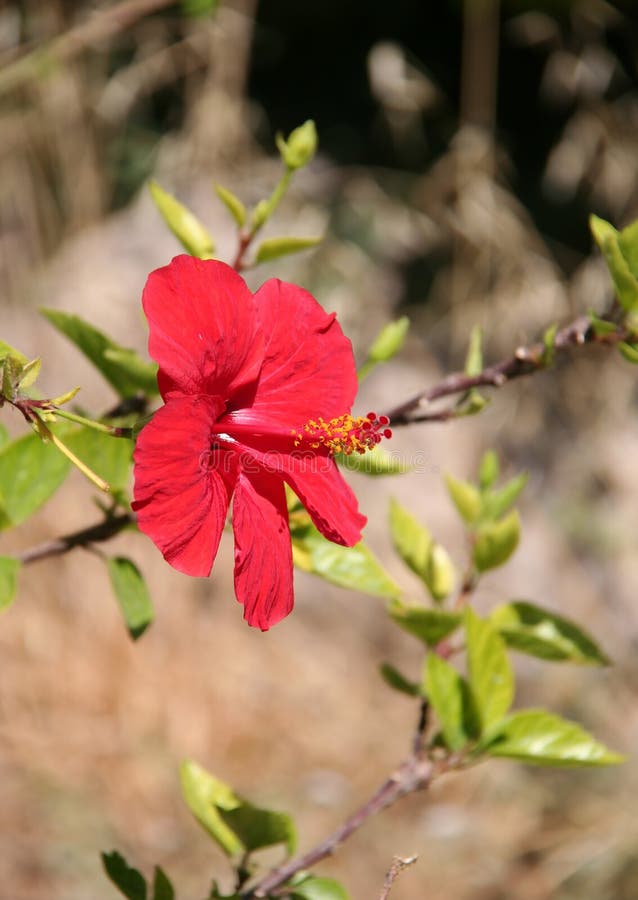 Red Hibiscus Flower with Natural Light in Kos, Greece Stock Image ...