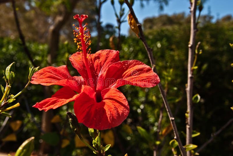 Red Hibiscus Flower stock image. Image of cultivate, border - 38528227