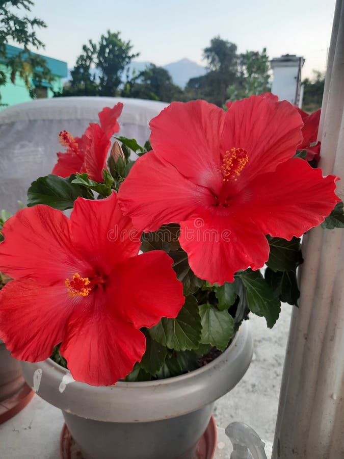 Red Hibiscus Flower in Flower Pot Stock Photo - Image of leaf, shrub ...