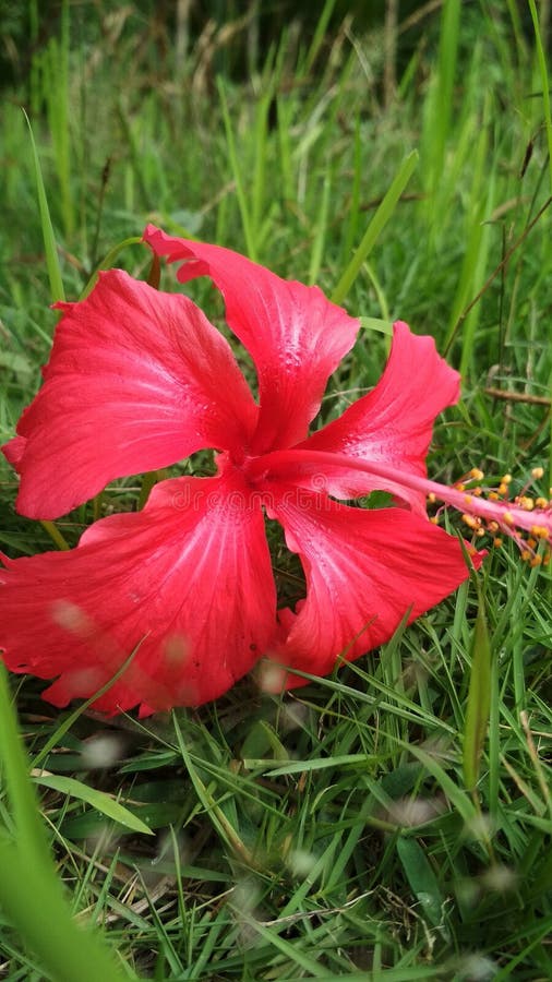 Red Hibiscus Flower in the Grass Stock Image - Image of garden, poppy ...