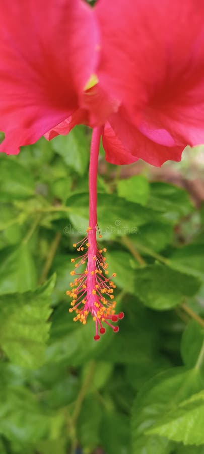 Red Hibiscus Flower , Hibiscus Rosa Sinensis. Flower Stock Photo ...
