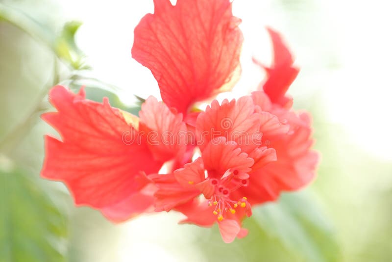 Red Hibiscus Flower, Soft Focus Sweet Floral Image Stock Photo - Image ...