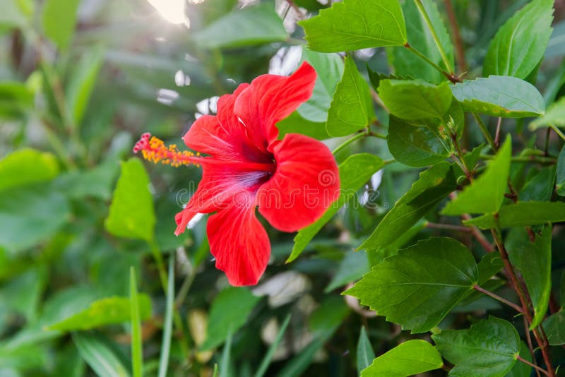 Red Hibiscus Flower, Turkey Stock Photo - Image of beautiful, flower ...