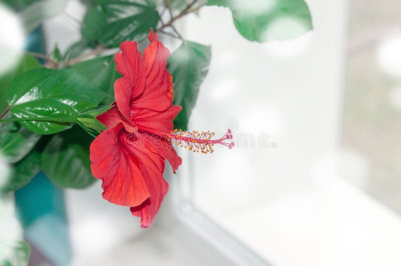 Red Hibiscus Flower on the Window. Close-up, Copy Space Stock Photo ...