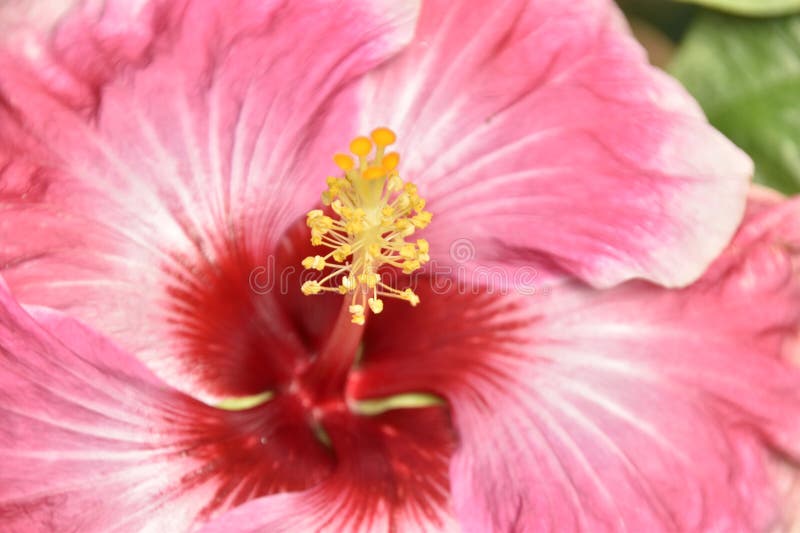 Red Hibiscus Flower with Yellow Stigma Stock Photo - Image of hibiscus ...