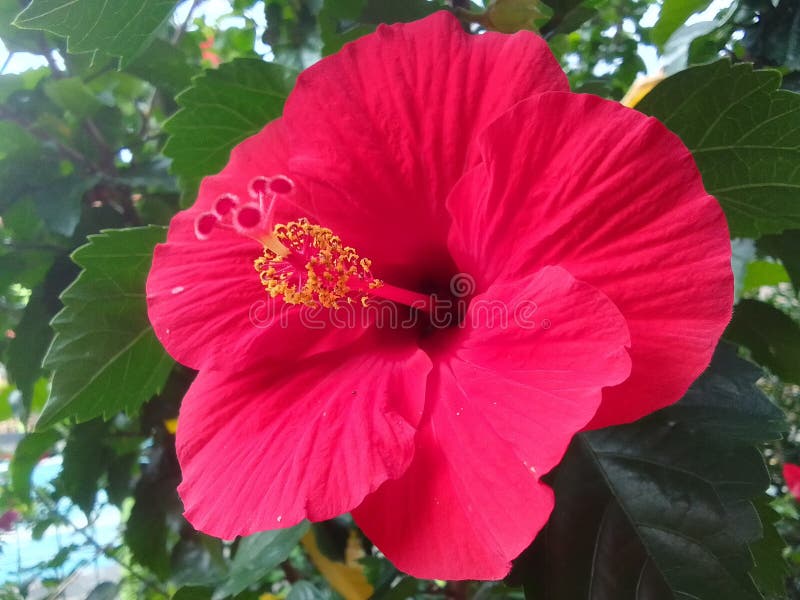 Red Hibiscus Flowers Bloom Perfectly Stock Photo - Image of hibiscus ...