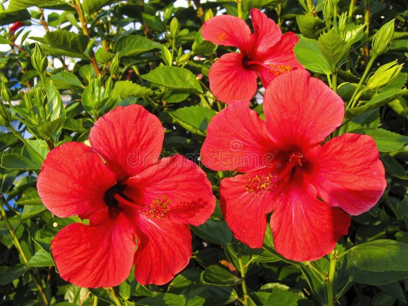 Hibiscus Flowers on Kos, Greece Stock Photo - Image of flower, blossoms ...