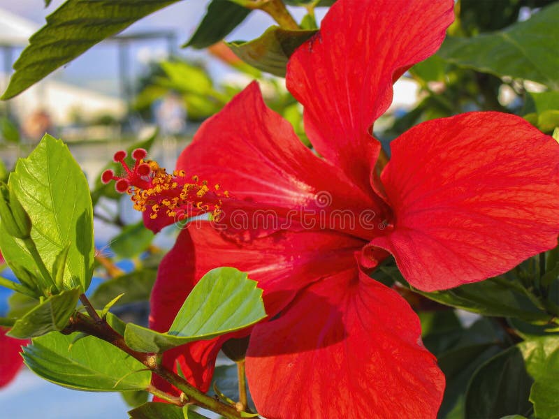 Hibiscus Flowers on Kos, Greece Stock Image - Image of vacationer ...
