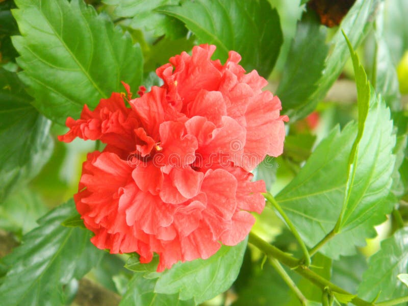 Red hibiscus stock photo. Image of green, nature, hibiscus - 163518772