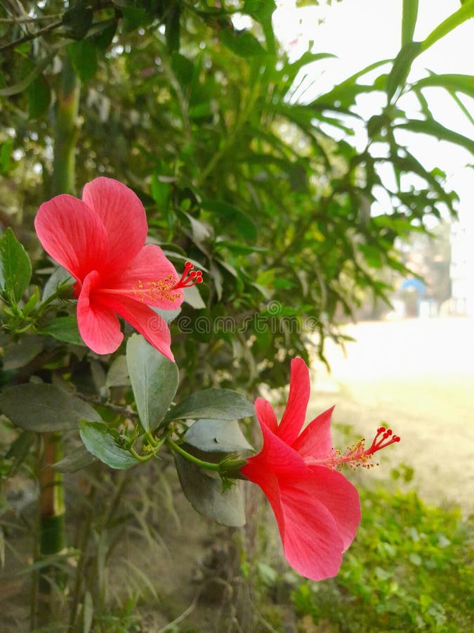 Red Hibiscus Flowers in Side View Stock Photo - Image of side, hibiscus ...