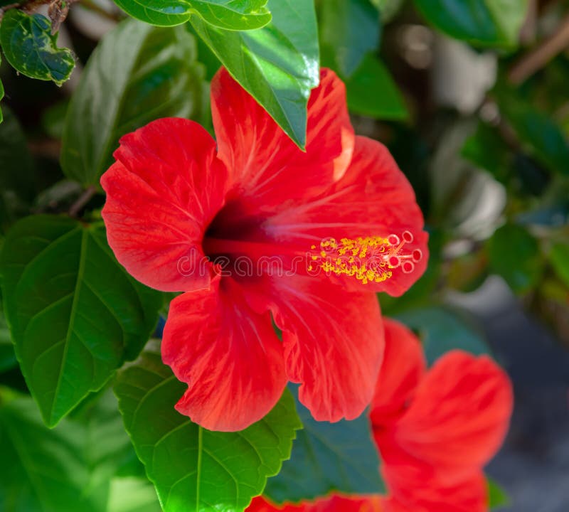 Red Hibiscus flowers stock image. Image of hibiscus - 269698953