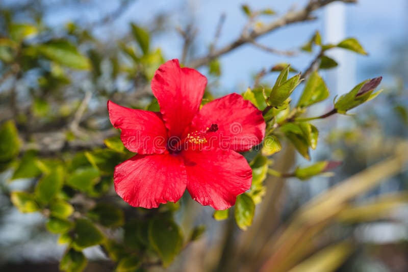 Red Hibiscus in Full Bloom Close-up in the Garden Stock Photo - Image ...