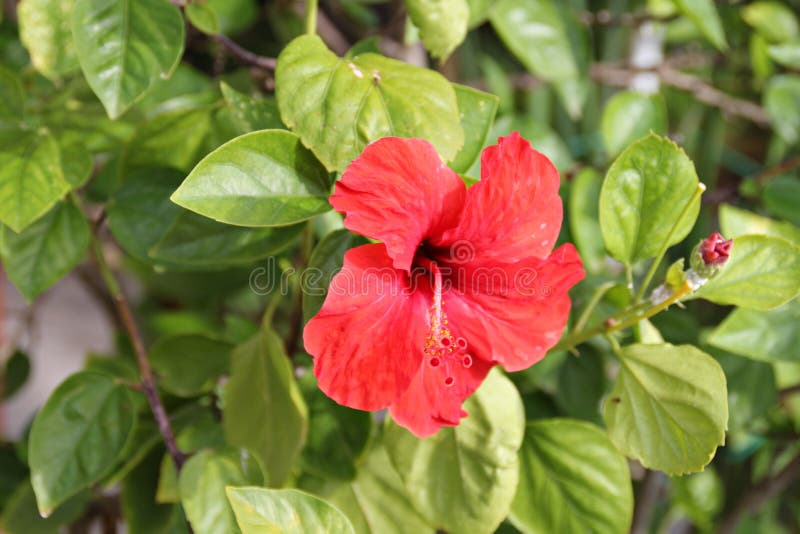 Red Hibiscus with Green Leaves All Around Stock Image - Image of light ...