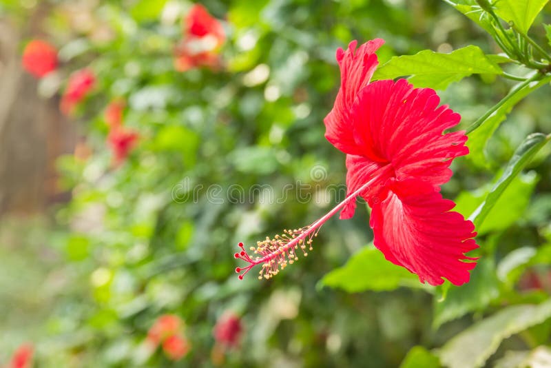Red hibiscus hedge stock photo. Image of chinese, hedge - 103367830